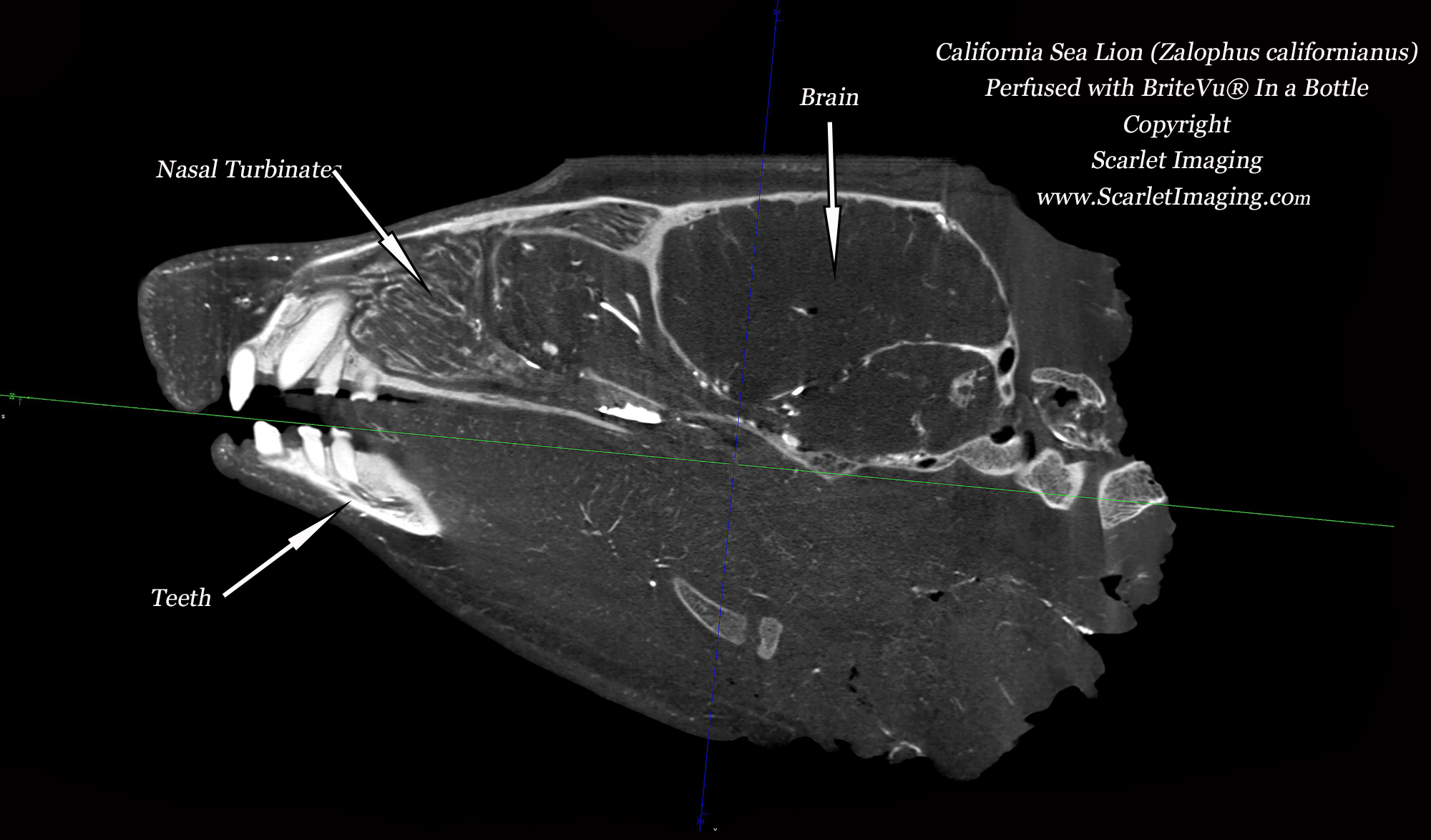California Sea Lion as seen with BriteVu - BriteVu